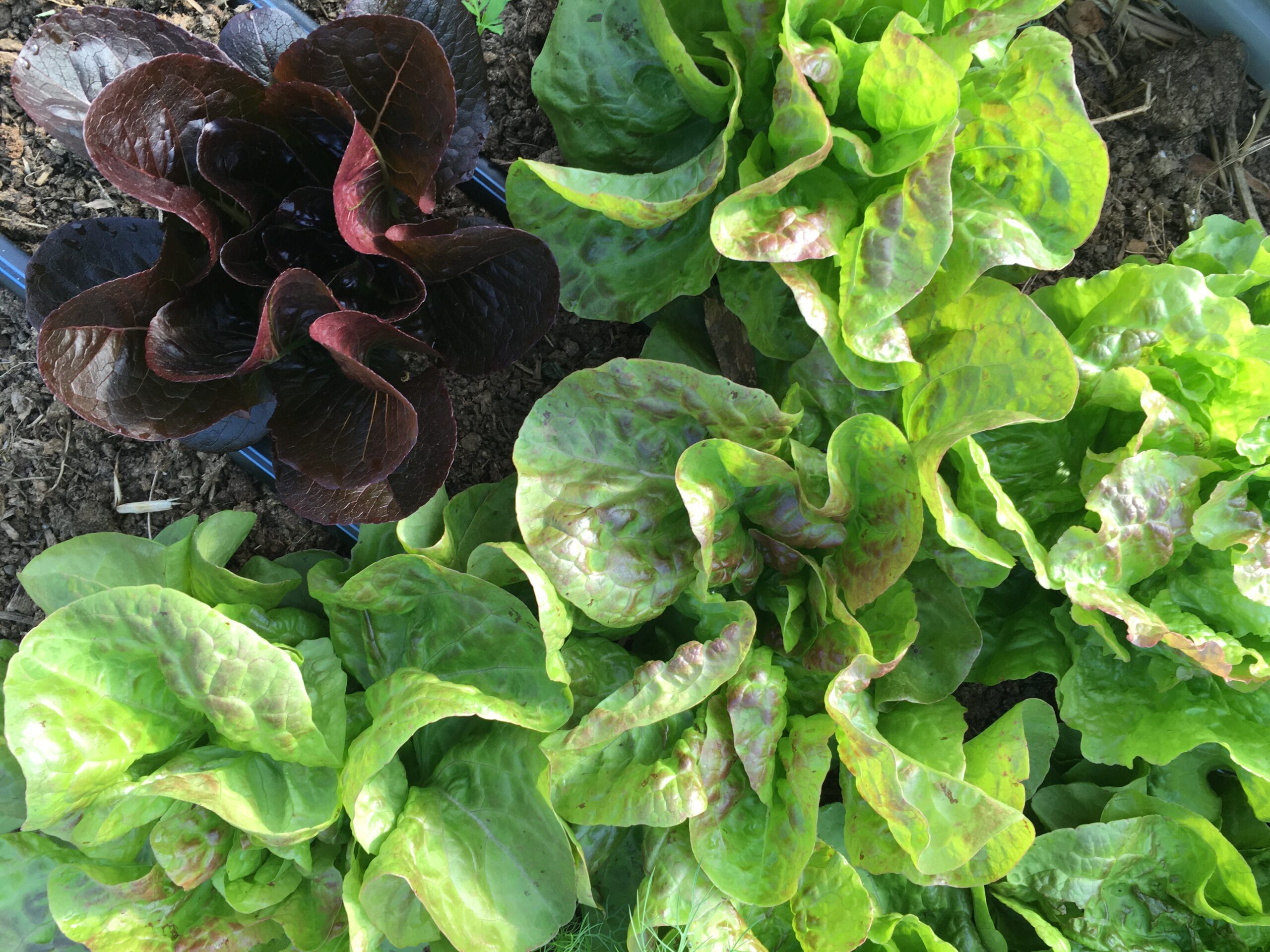 Lettuce - Salad Mix | Abundance Acres