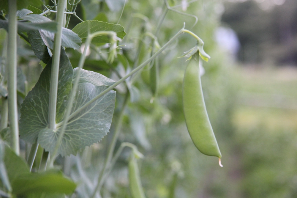 Sugar Snap Pea | Abundance Acres
